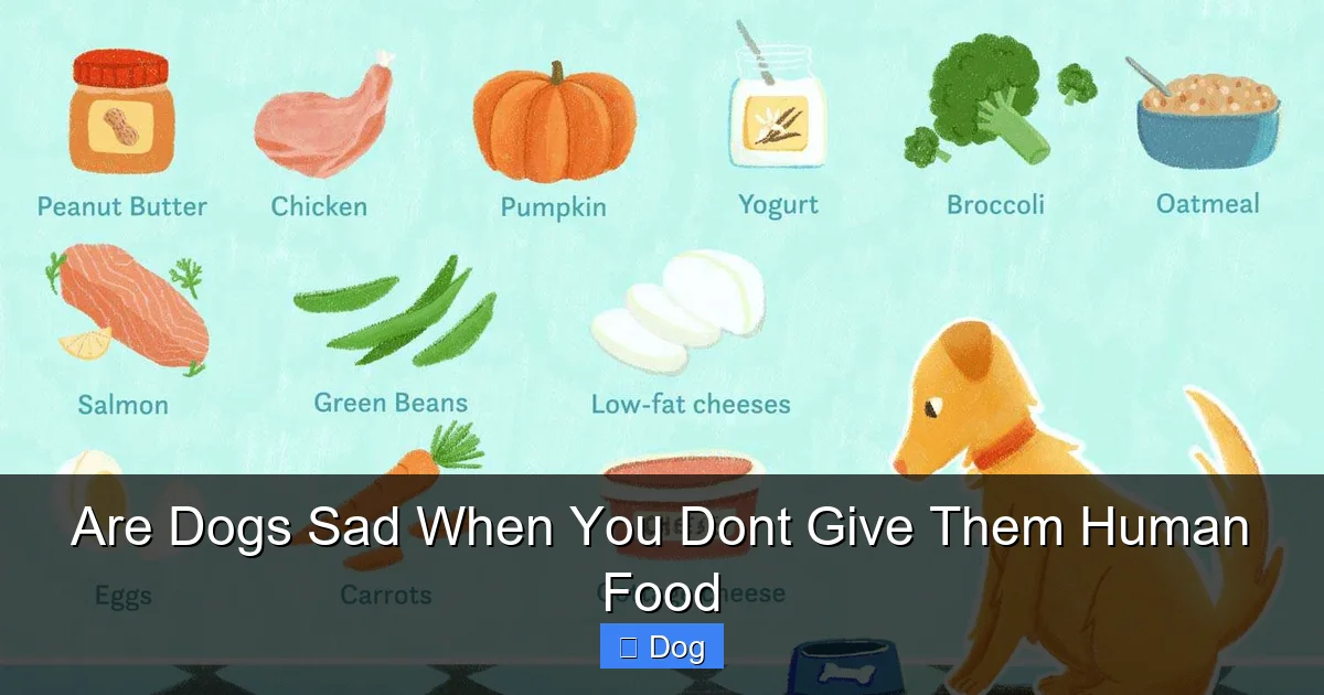 Are Dogs Sad When You Dont Give Them Human Food - pawthrivehub.com